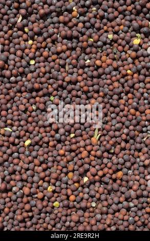 Senfkörner - Mustard Stock Photo - Alamy