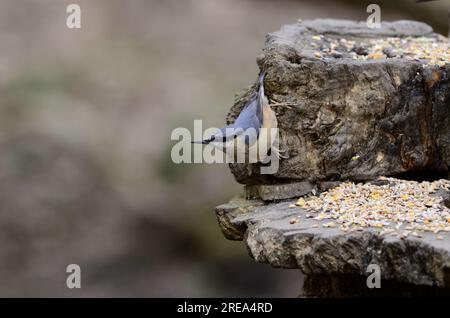 Nuthatch / Nut Hatch Stock Photo - Alamy