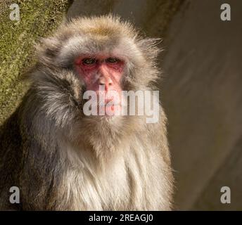Funny old monkey pulling face Kathmandu Stock Photo - Alamy