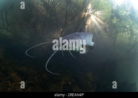 Wels catfish is near the surface. Silurus glanis during dive in the ...