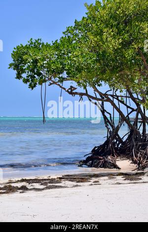 Roots on mangrove trees at a beach Stock Photo - Alamy