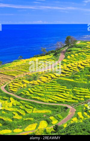 Autumn of white rice thousand Hirata Stock Photo - Alamy