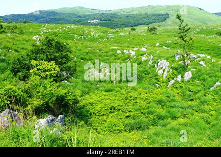Doline in Akiyoshidai Stock Photo - Alamy