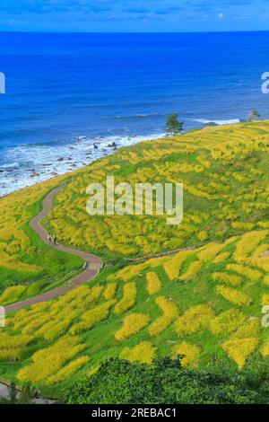 Autumn of white rice thousand Hirata Stock Photo - Alamy