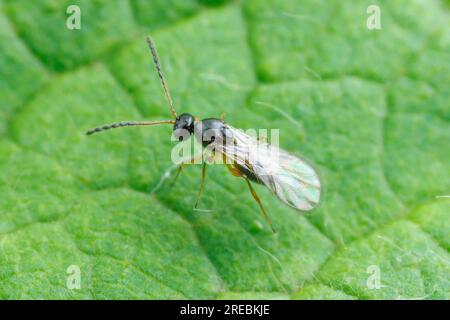 A figitid wasp (Eucoilinae), a primary koinobiont endoparasitoid ...
