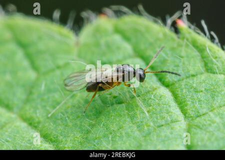 A figitid wasp (Eucoilinae), a primary koinobiont endoparasitoid ...