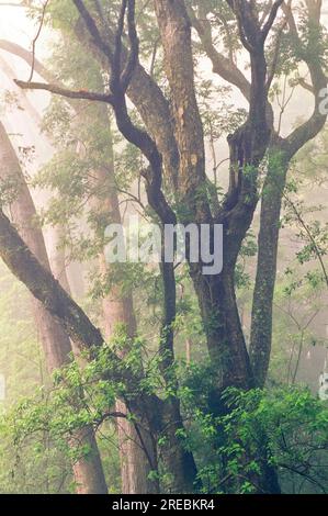 Native Koa trees ( acacia koa Stock Photo - Alamy