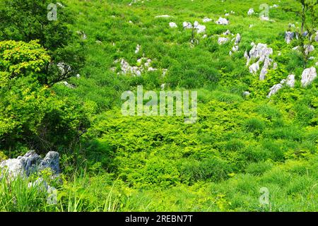 Doline in Akiyoshidai Stock Photo - Alamy