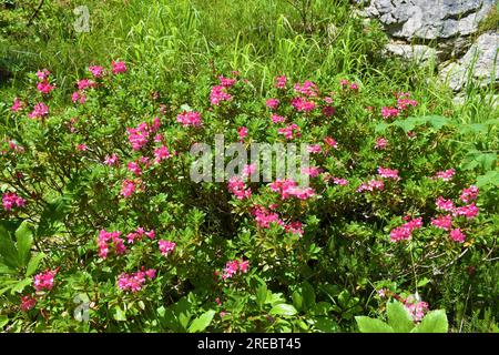 Pink flowering alpenrose (Rhododendron hirsutum) shrub in a larch ...