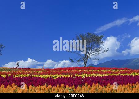 Nasu Flower World Stock Photo - Alamy