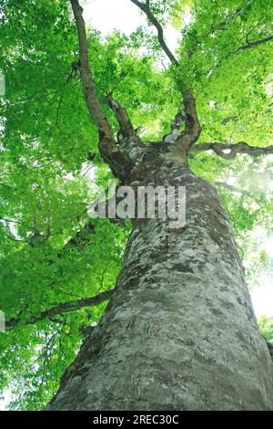 Buna tree, Aomori Stock Photo - Alamy