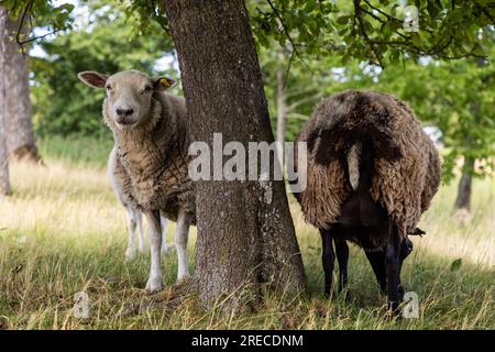 Seasonal weather, sheep along Göta kanal, Östergötland county, Sweden ...