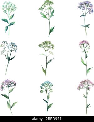 Valerian. Vector hand drawn plant. Vintage medicinal plant sketch Stock ...