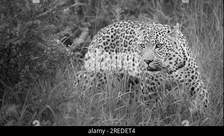 Solitary leopard slinking through the grass Stock Photo - Alamy