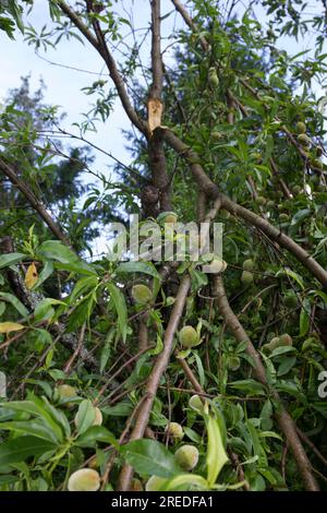 A small peach tree with a broken branch Stock Photo - Alamy