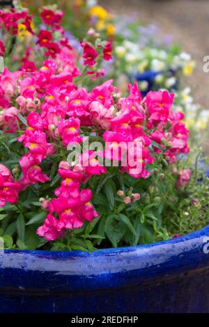 blue snapdragon flowers Stock Photo - Alamy
