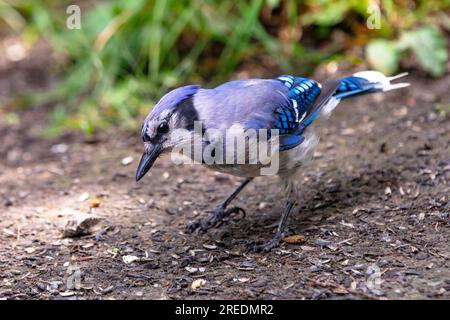 A blue jay (Cyanocitta cristata) forages on a trail through the Cherry ...