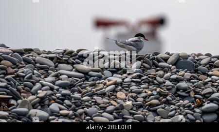 Artic Tern (Sterna paradisaea) stands on the shoreline pebbles against ...