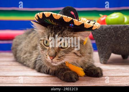 Pet with mexican mariachi hat. Cat celebrating the Day of the ...