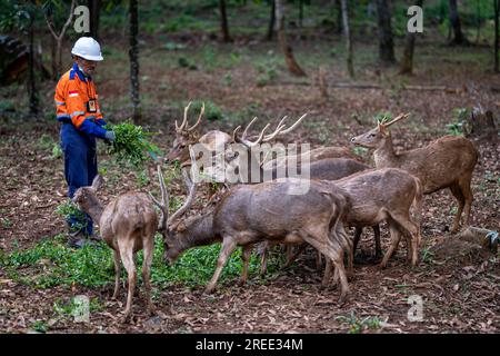 A worker feeds deer in a deer breeding facility operated by PT Vale ...
