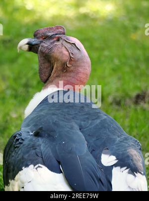 Andean condor, Andenkondor, Condor des Andes, Vultur gryphus, andoki ...