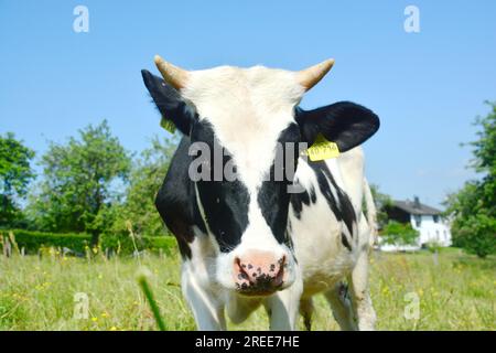 A young bull coloured black and white Stock Photo - Alamy