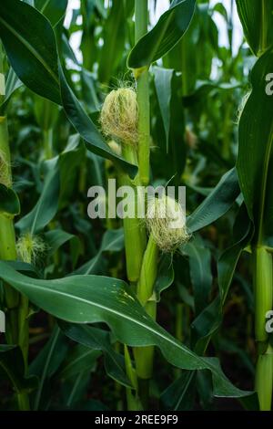 Stalks of tall green unripe corn with a unripe corn. Maize plantation ...