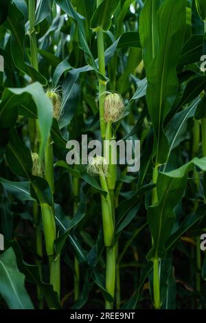 Stalks of tall green unripe corn with a unripe corn. Maize plantation ...