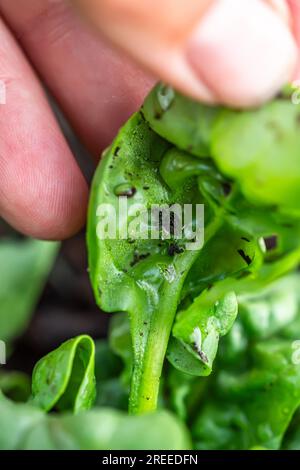 A farmer's hand unfolding a twisted leaf of aphid-infested spinach ...