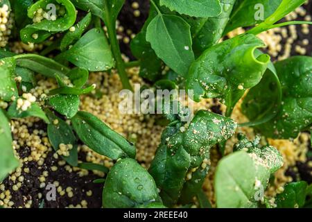 Millet to protect against ants and aphids affected by diseased spinach ...