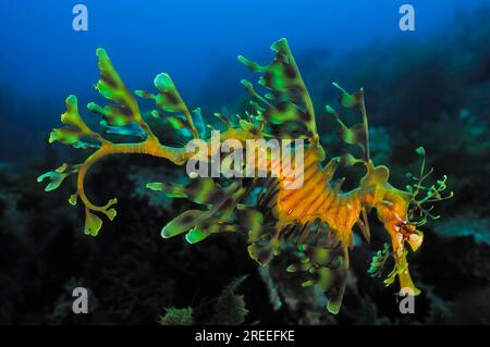 Ragfish (Phycodurus eques), Kangaroo Island, Pacific Ocean, South ...