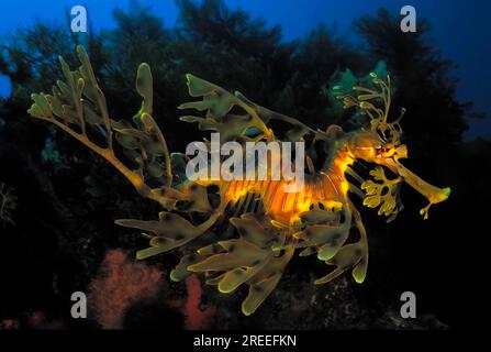 Ragfish (Phycodurus eques), Kangaroo Island, Pacific Ocean, South ...