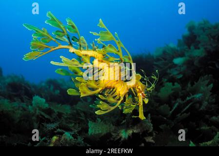 Ragfish (Phycodurus eques), Kangaroo Island, Pacific Ocean, South ...