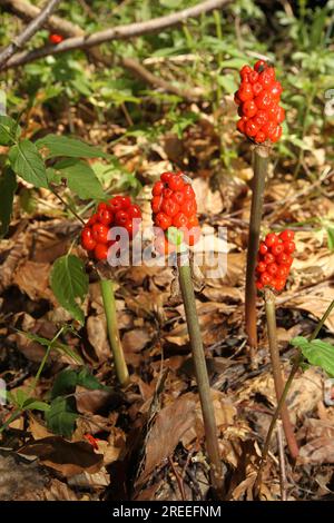 Common arum (Arum maculatum) ripe fruits, Allgaeu, Bavaria, Germany ...