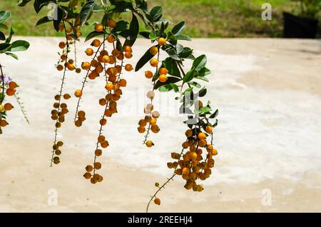 Duranta Erecta (Golden Dewdrops) Fruits Stock Photo - Alamy