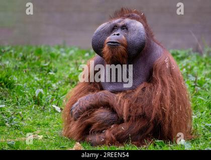 Meet the Orangutan (Pongo pygmaeus) - a captivating primate native to ...