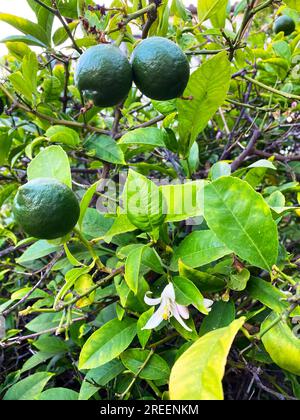Lime trees growing on a citrus farm. Kintamani Regency, Bangli, Bali ...