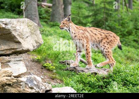 Eurasian lynx (Lynx lynx) roaming the grounds, Wildpark Mautern, Styria ...