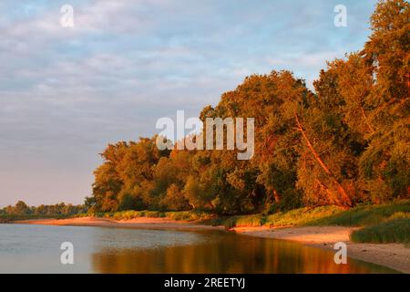Typical biotopes of the river landscape, gravel banks as habitat for ...