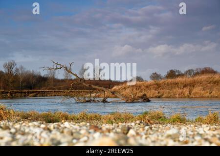 Typical biotopes of the river landscape, gravel banks as habitat for ...