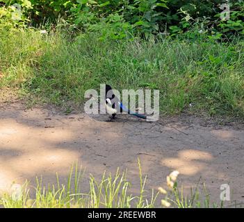 Magpie on a sun dappled path, Cardiff July 2023 Stock Photo - Alamy