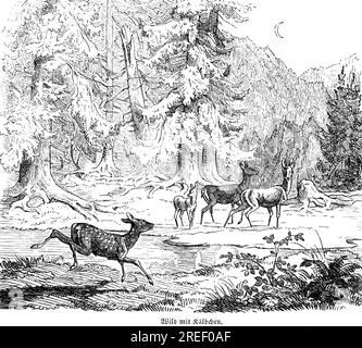 wild animals and hunting scenes,, historical Illustration about1860 ...