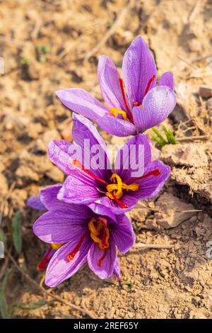 Chanda Haro, Pampore, Jammu and Kashmir, India. October 29, 2022 ...
