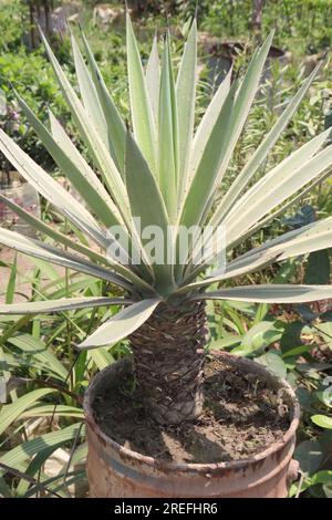 Agave angustifolia tree plant on farm for harvest are cash crops Stock ...