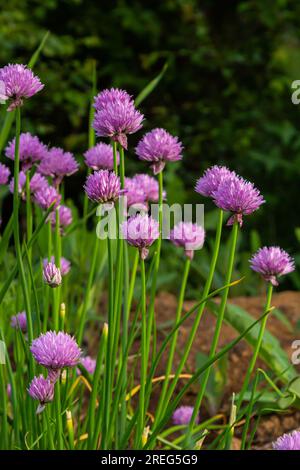 Macro abstract texture view of chives flowers (allium schoenoprasum) in ...