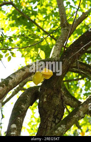 Starfruit on the tree inside the botanical garden, Mahe Seychelles ...