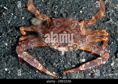 Claw of Swimming Crab, Portunus pelagicus, on sand, Jahir dive site ...