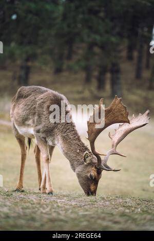 Clean photo of a dear in front of horizon in the nature of the ...