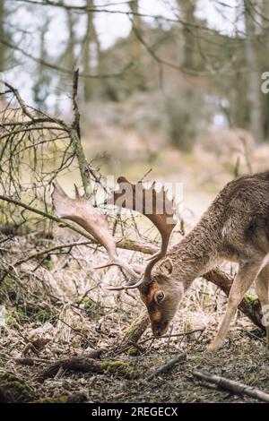 Clean photo of a dear in front of horizon in the nature of the ...