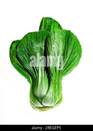 Pak choi cabbage backlit on white background Stock Photo - Alamy